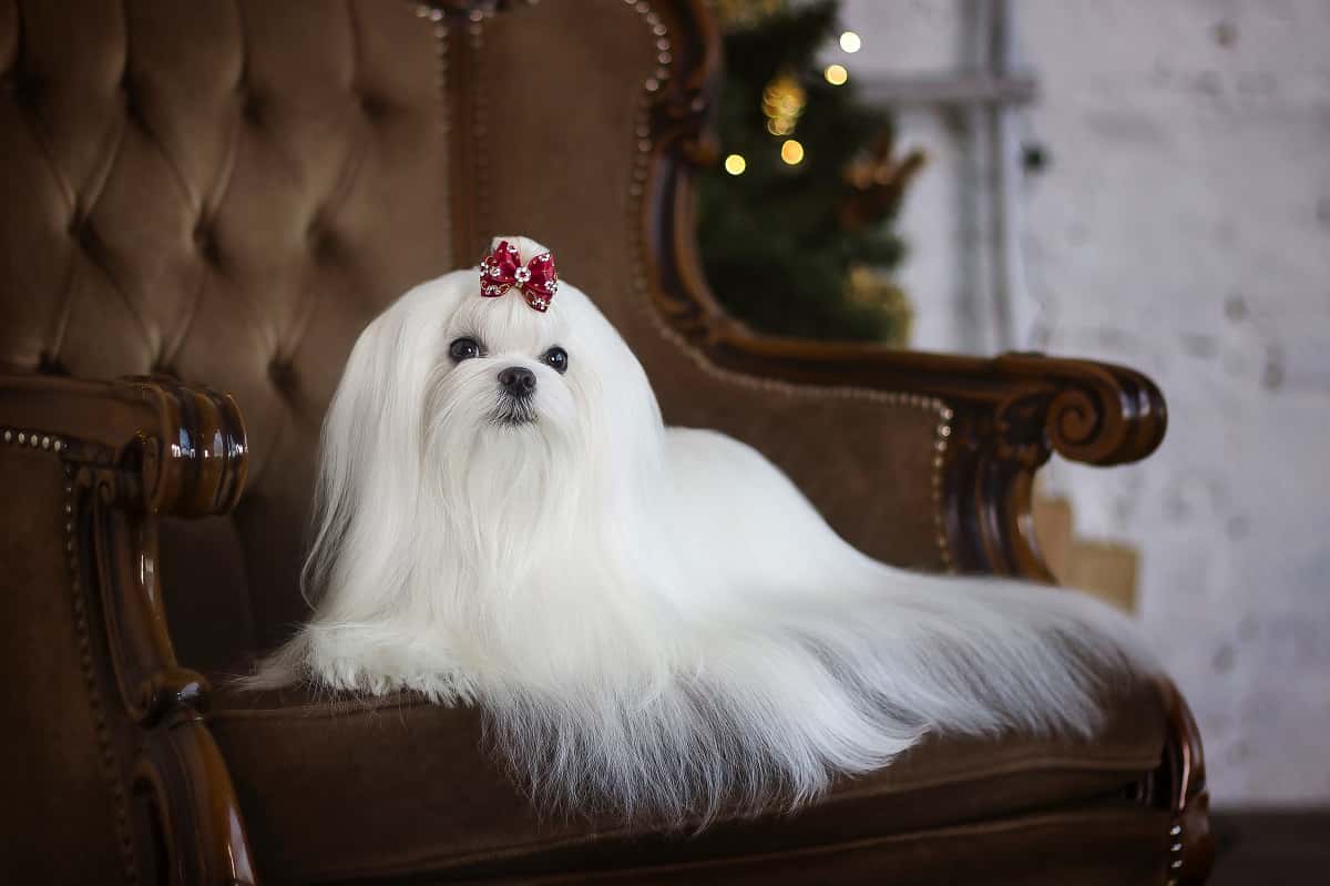 Zašto maltezeri puno laju? | Moj Ljubimac