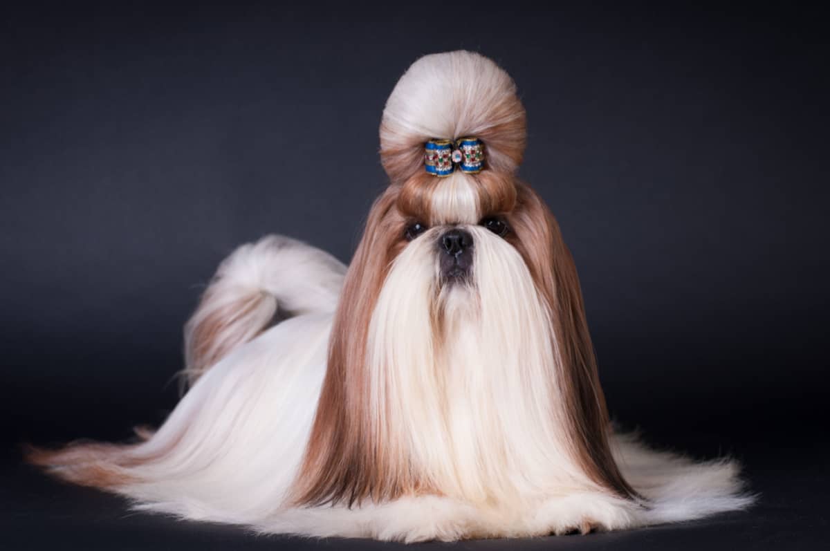 Najpopularnije male rase pasa | Moj Ljubimac